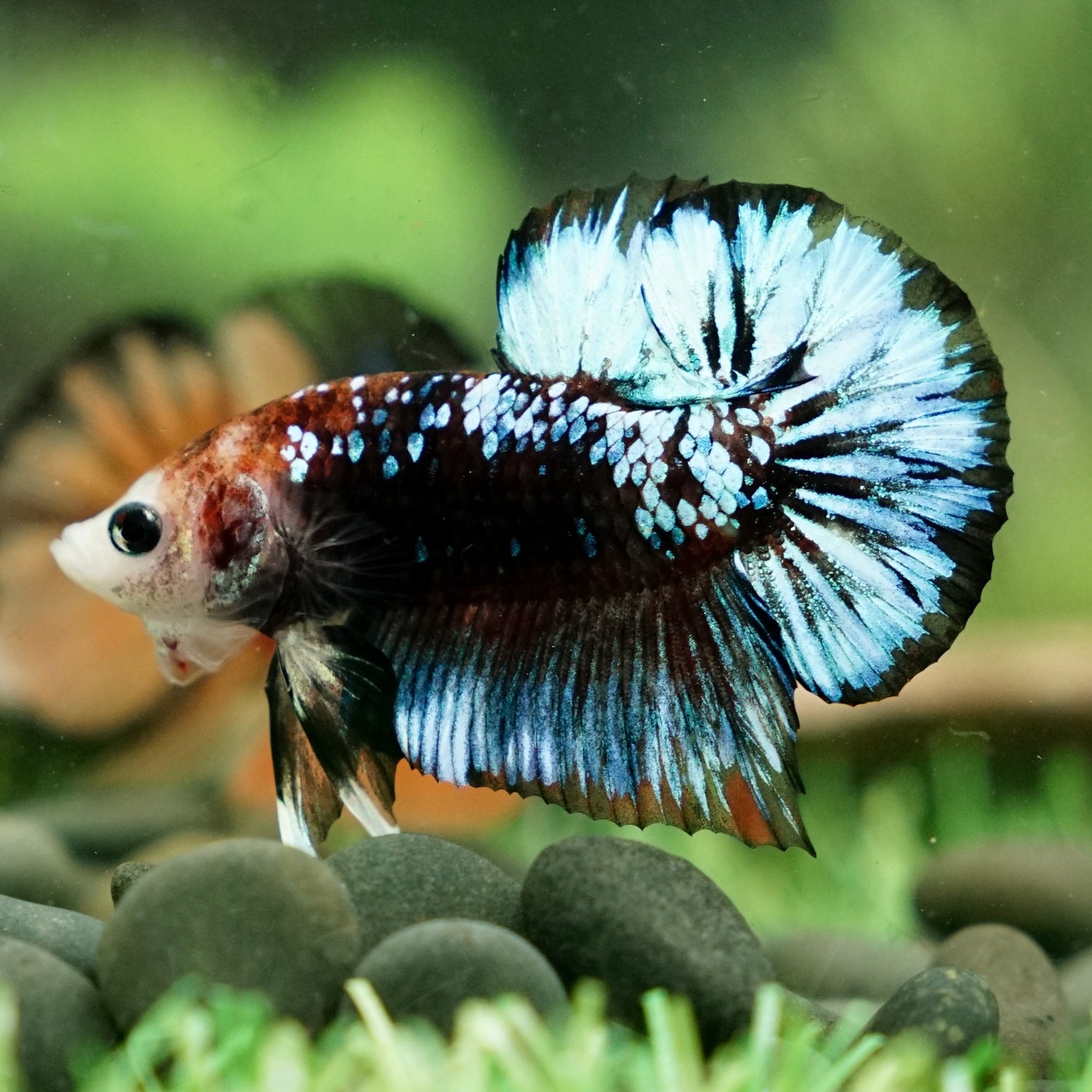 Collections – Betta Squad USA, LLC.