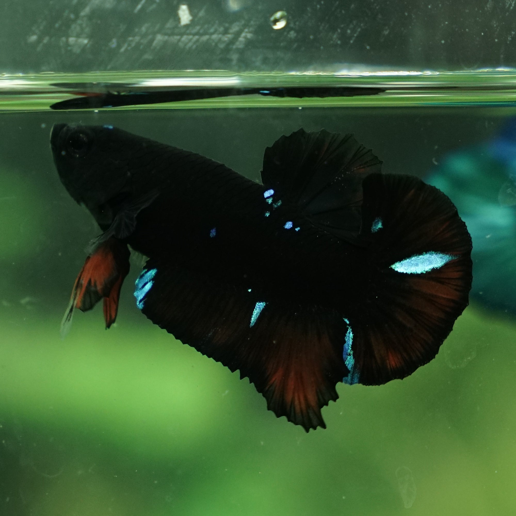 Collections – Betta Squad USA, LLC.