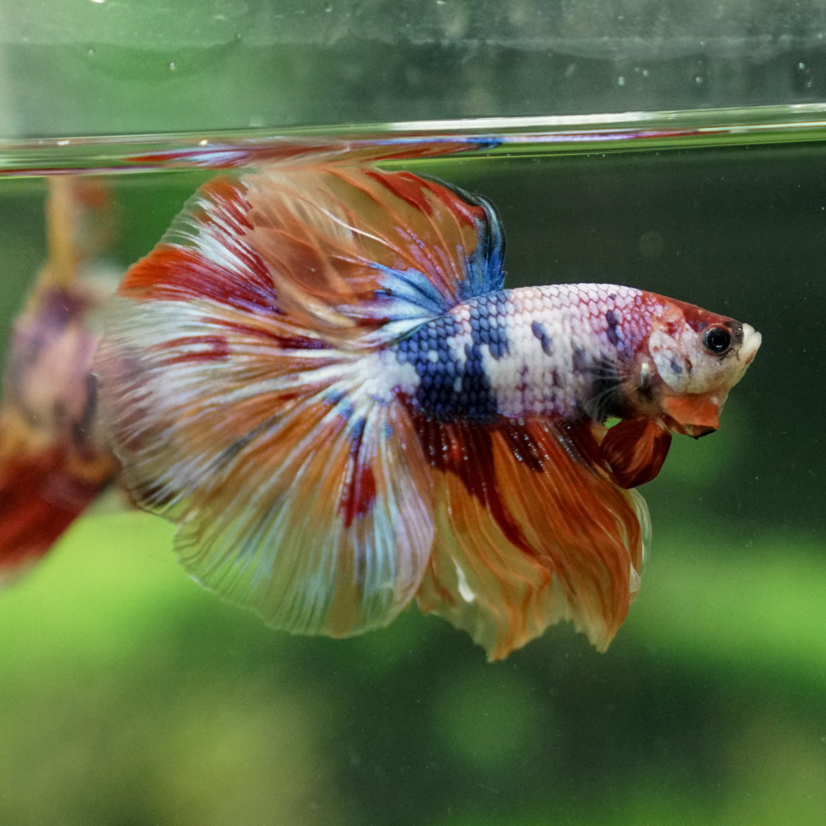 Galaxy/Candy Koi Halfmoon - 13 weeks old – Betta Squad USA, LLC.