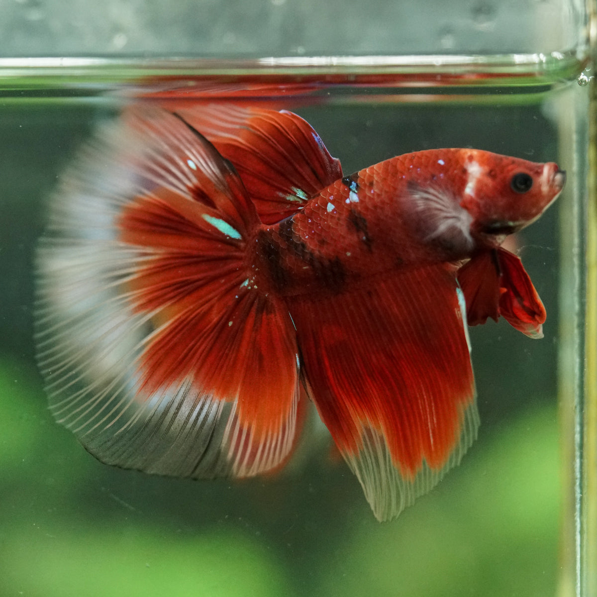 Galaxy/Candy Koi Halfmoon - 13 weeks old – Betta Squad USA, LLC.