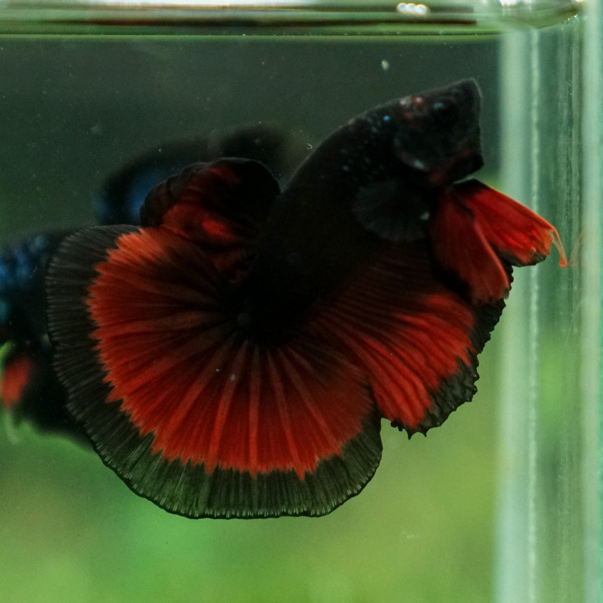 Black Galaxy Koi (Avatar) Halfmoon - 13 weeks old – Betta Squad USA, LLC.