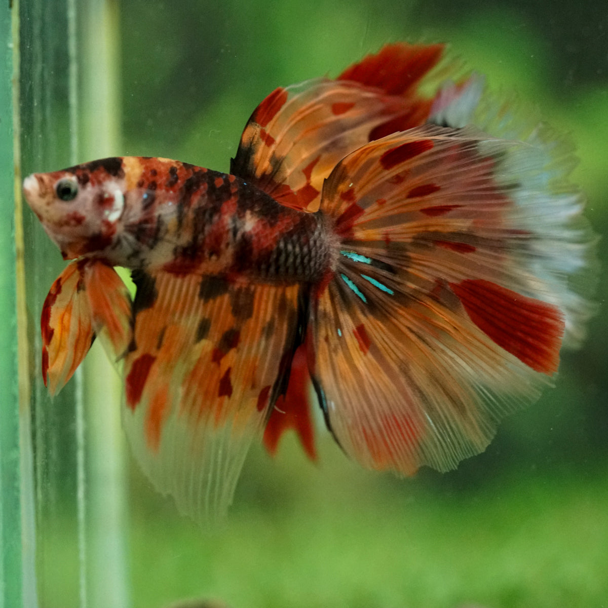 Galaxy/Candy Koi Halfmoon - 13 weeks old – Betta Squad USA, LLC.
