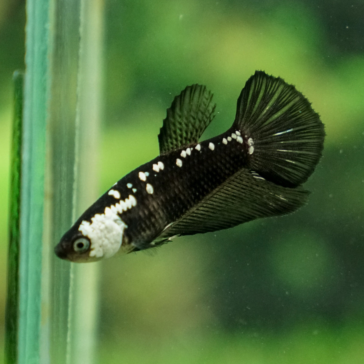 Samurai Halfmoon - Female – Betta Squad USA, LLC.