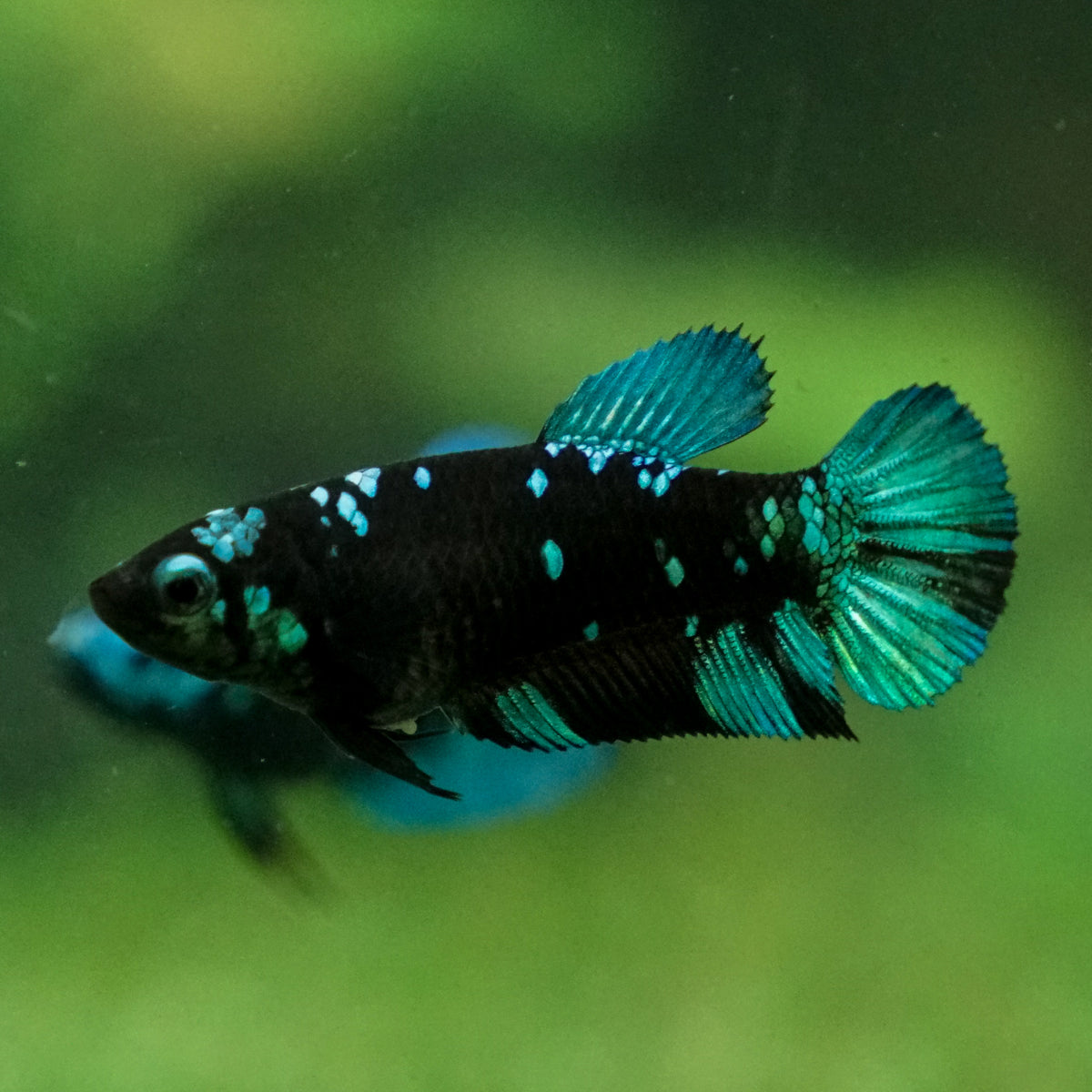 Multicolor/ Galaxy Koi Plakat - Female- 13 Weeks Old – Betta Squad USA ...