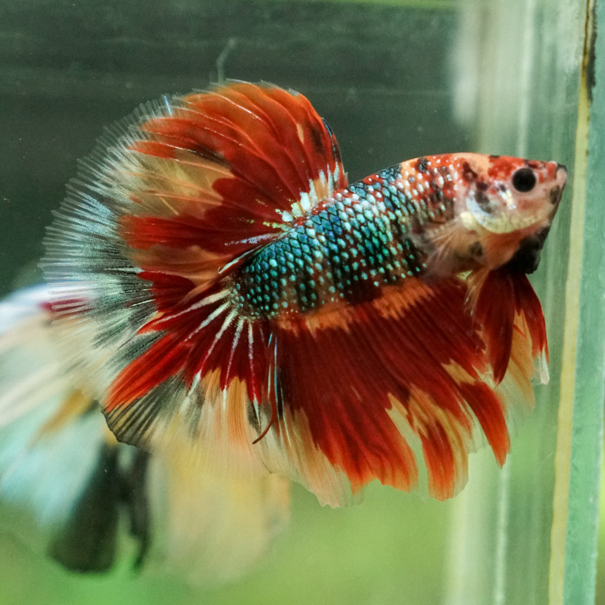 Galaxy/Candy Koi Halfmoon - 13 weeks old – Betta Squad USA, LLC.