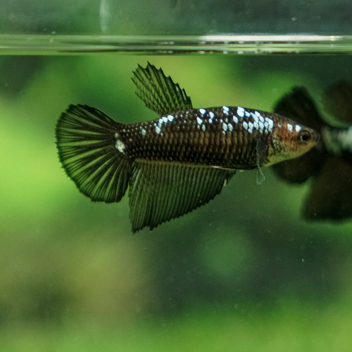 Samurai Halfmoon - Female – Betta Squad USA, LLC.