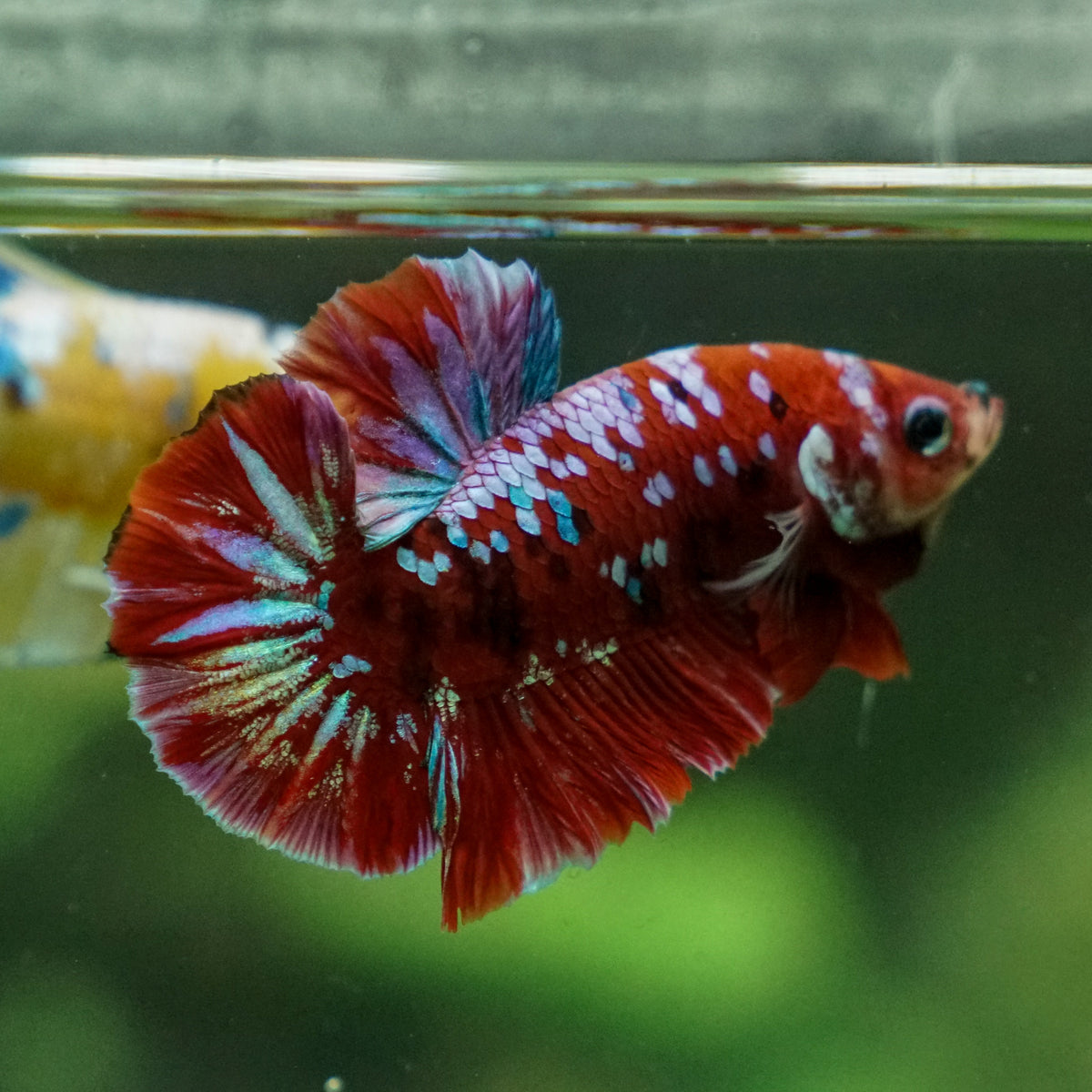 Multicolor/Galaxy Koi Plakat -13 weeks Old – Betta Squad USA, LLC.