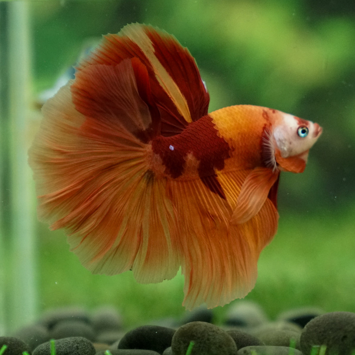 Galaxy/Candy Koi Halfmoon - 15 weeks old – Betta Squad USA, LLC.