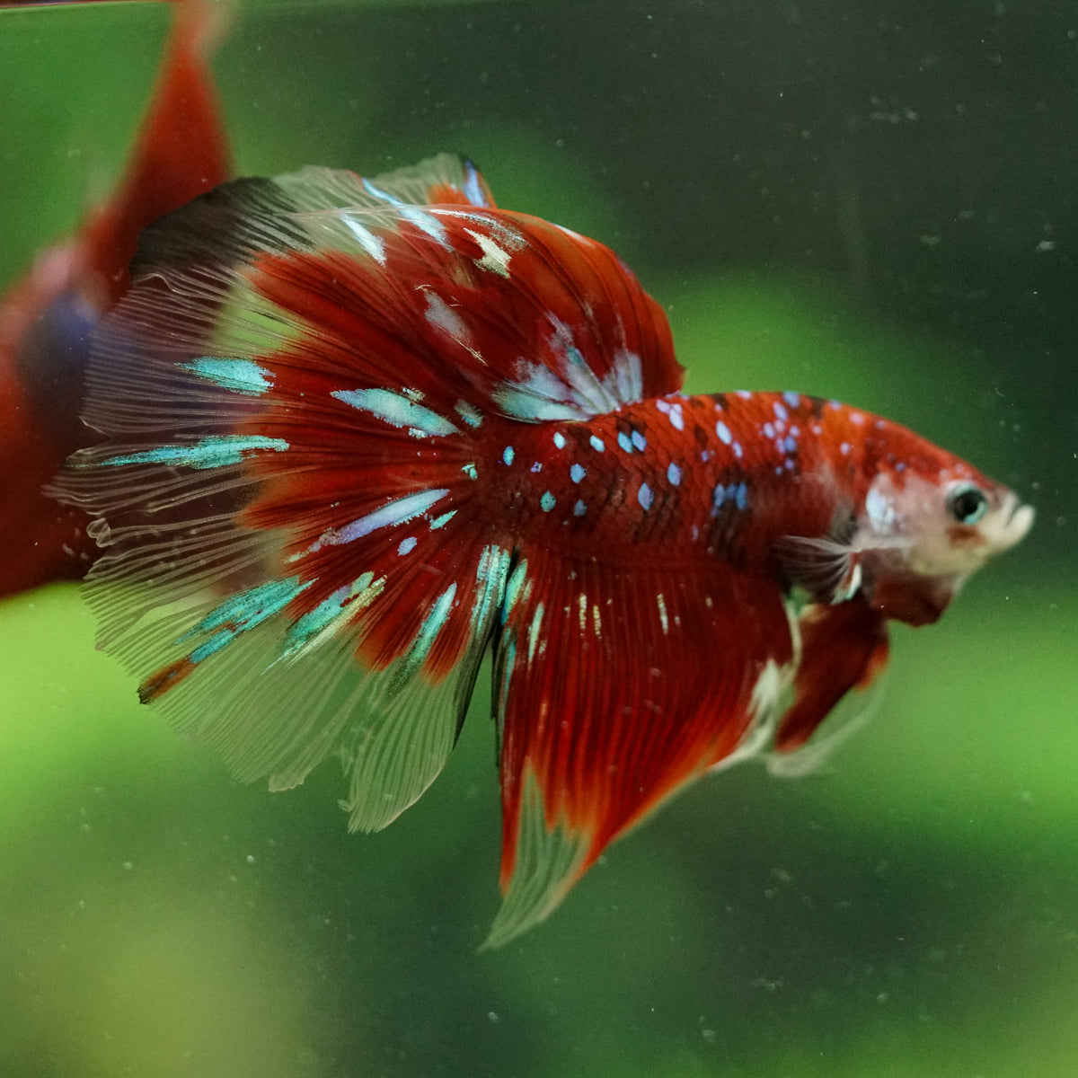 Galaxy/Candy Koi Halfmoon - 13 weeks old – Betta Squad USA, LLC.
