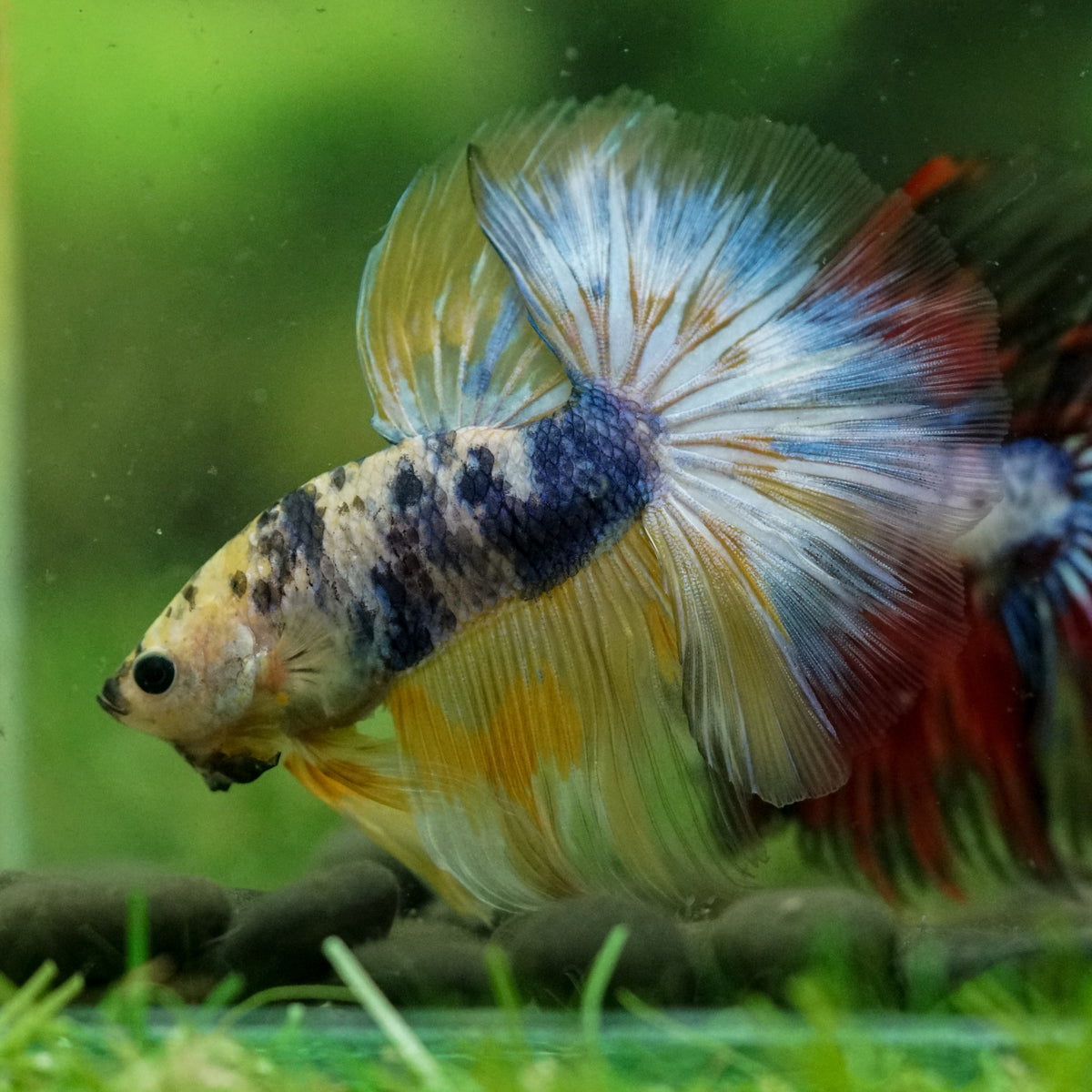 Galaxy/Candy Koi Halfmoon - 13 weeks old – Betta Squad USA, LLC.