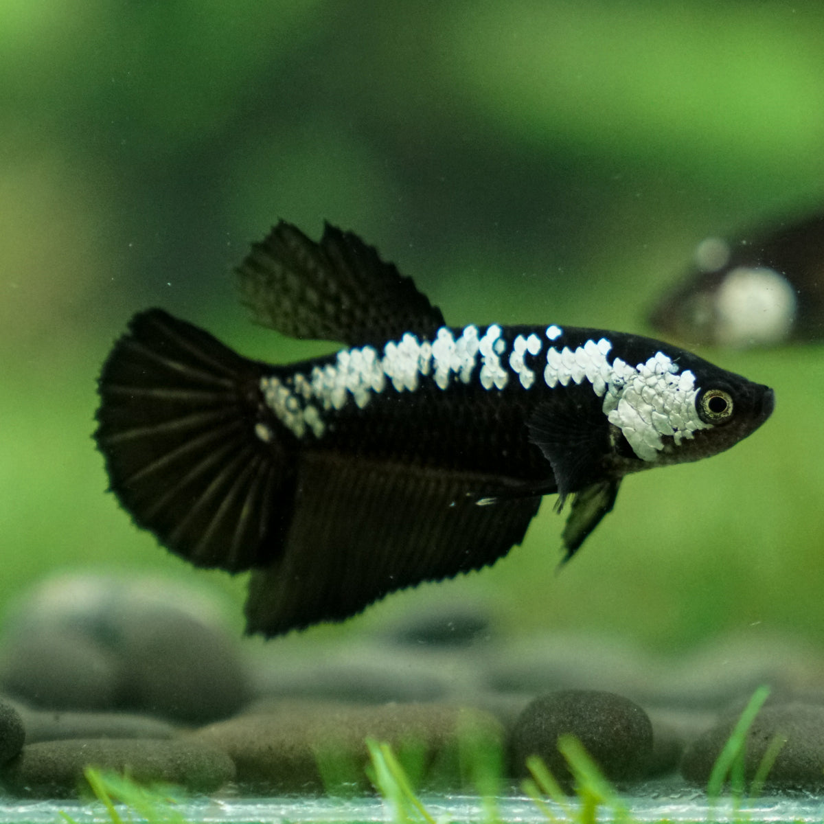 Samurai Halfmoon - Female – Betta Squad USA, LLC.