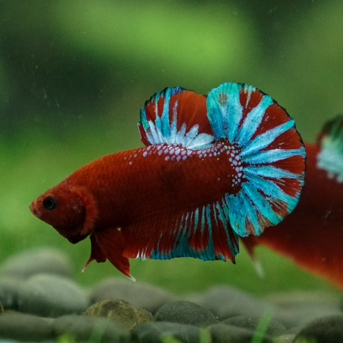 Red Fancy Plakat -13 weeks Old – Betta Squad USA, LLC.