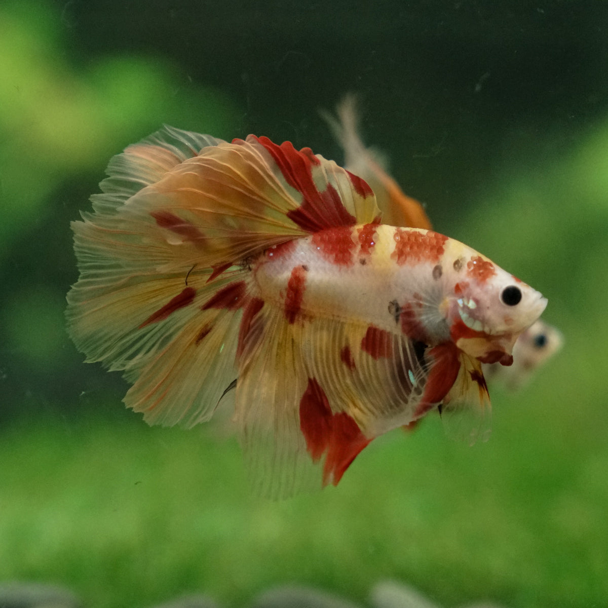 Galaxy Koi Halfmoon - 13 weeks old – Betta Squad USA, LLC.