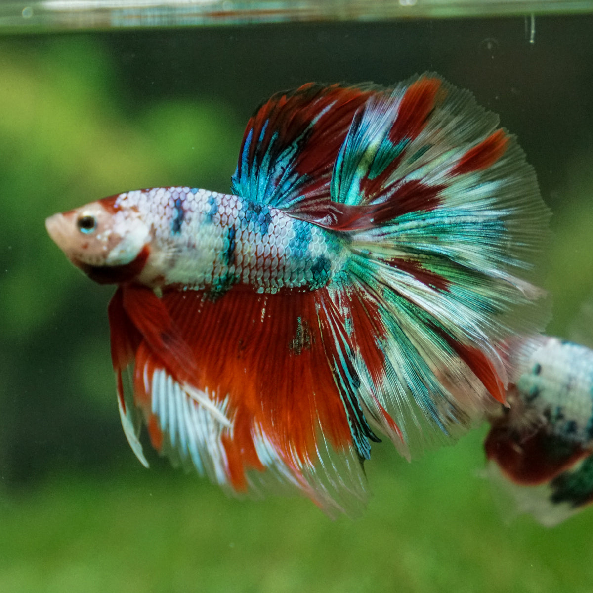 Galaxy/Candy Koi Halfmoon - 13 weeks old – Betta Squad USA, LLC.