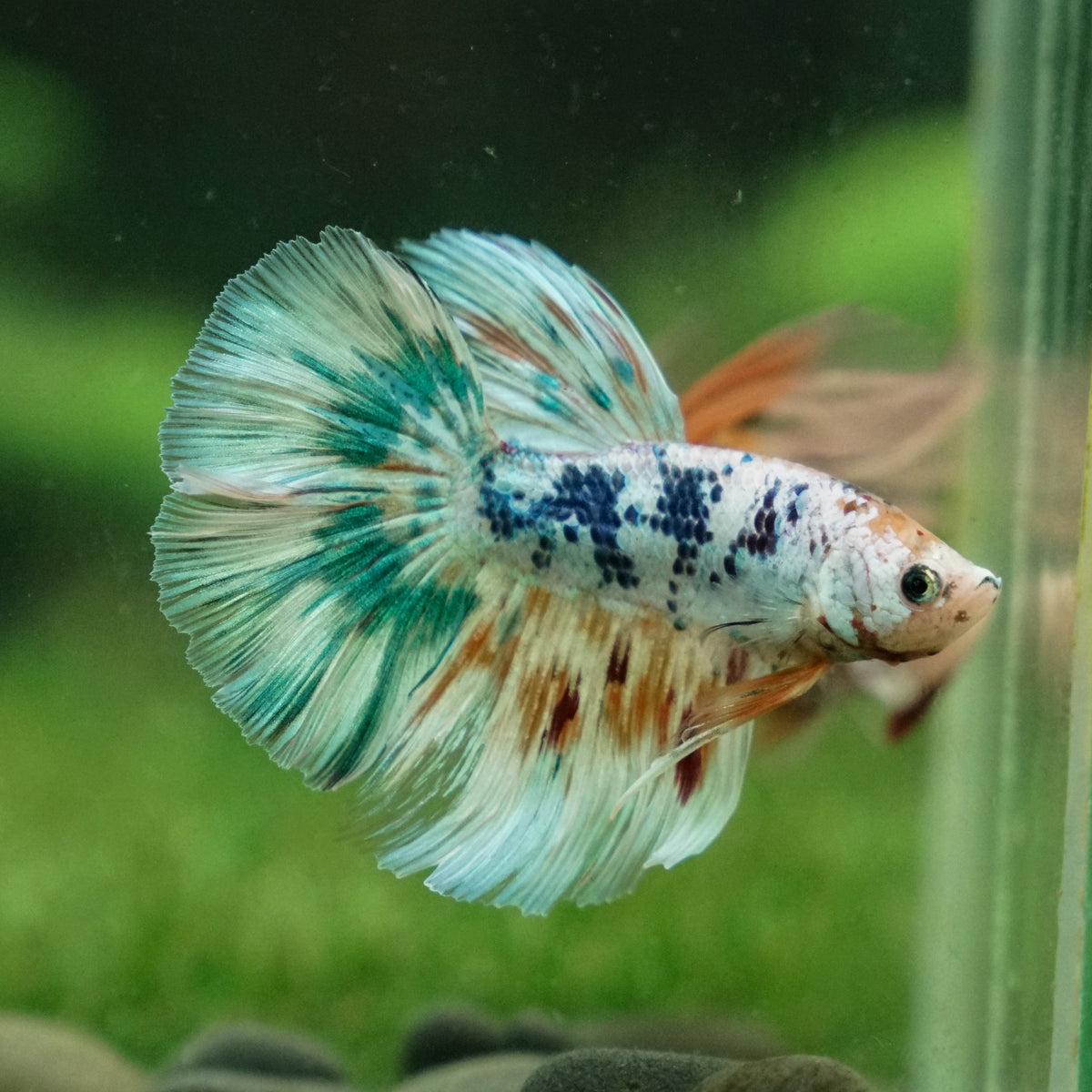 Galaxy/Candy Koi Halfmoon - 15 weeks old – Betta Squad USA, LLC.