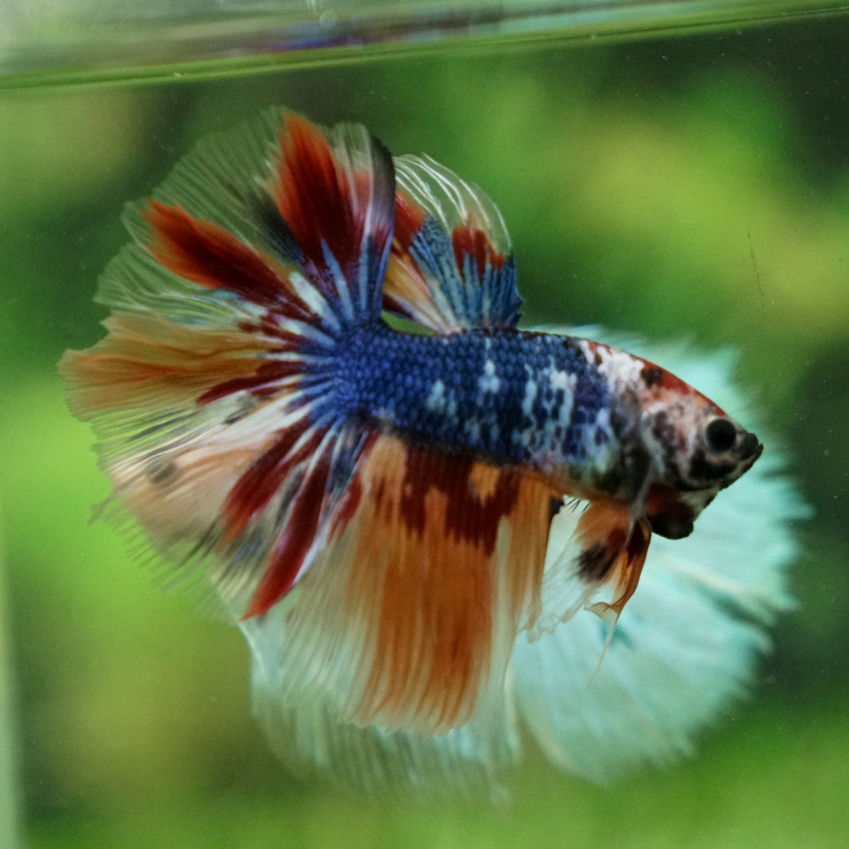 Galaxy/Candy Koi Halfmoon - 13 weeks old – Betta Squad USA, LLC.