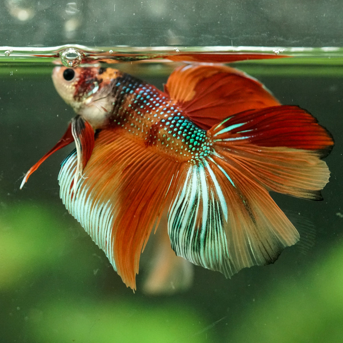 Galaxy/Candy Koi Halfmoon - 14 weeks old – Betta Squad USA, LLC.