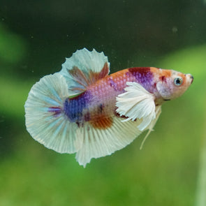 Plakat Bettas (Short Fins) – Betta Squad USA, LLC.