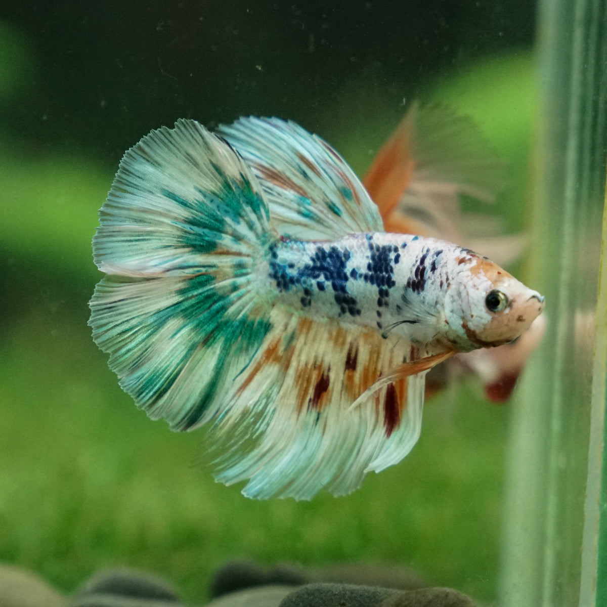 Galaxy/Candy Koi Halfmoon - 15 weeks old – Betta Squad USA, LLC.