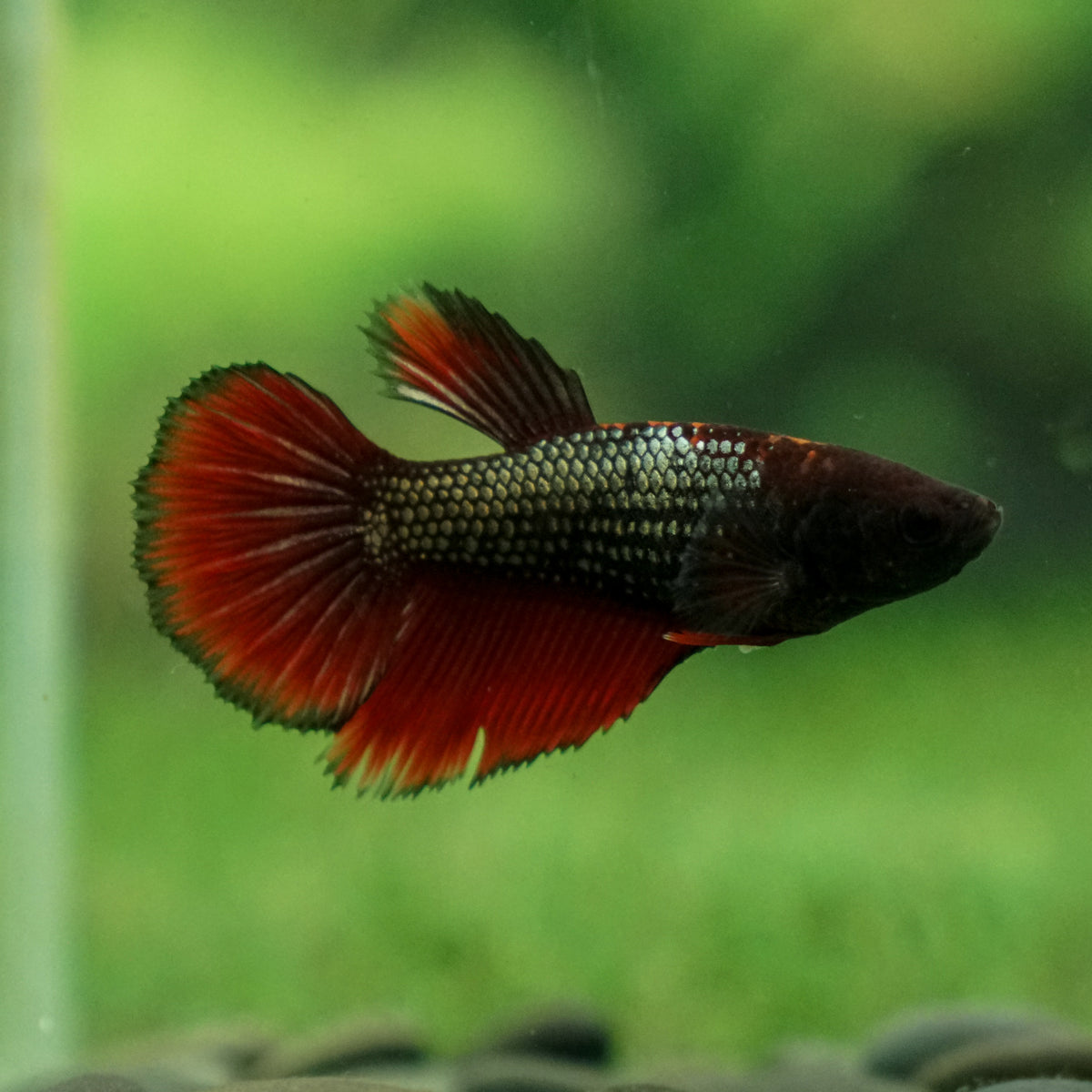 Copper Halfmoon - Female – Betta Squad USA, LLC.