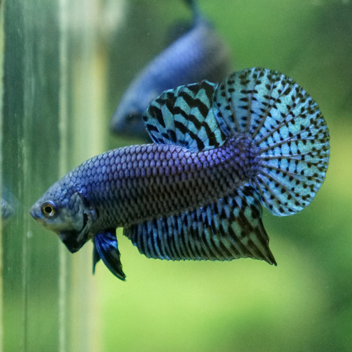 Alien Betta Plakat -11 weeks Old – Betta Squad USA, LLC.