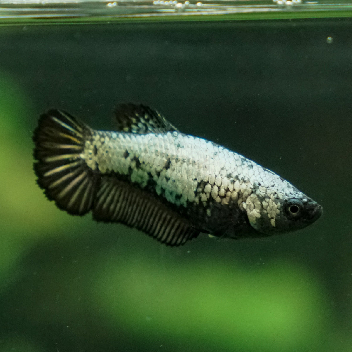 Samurai Plakat - Female – Betta Squad USA, LLC.