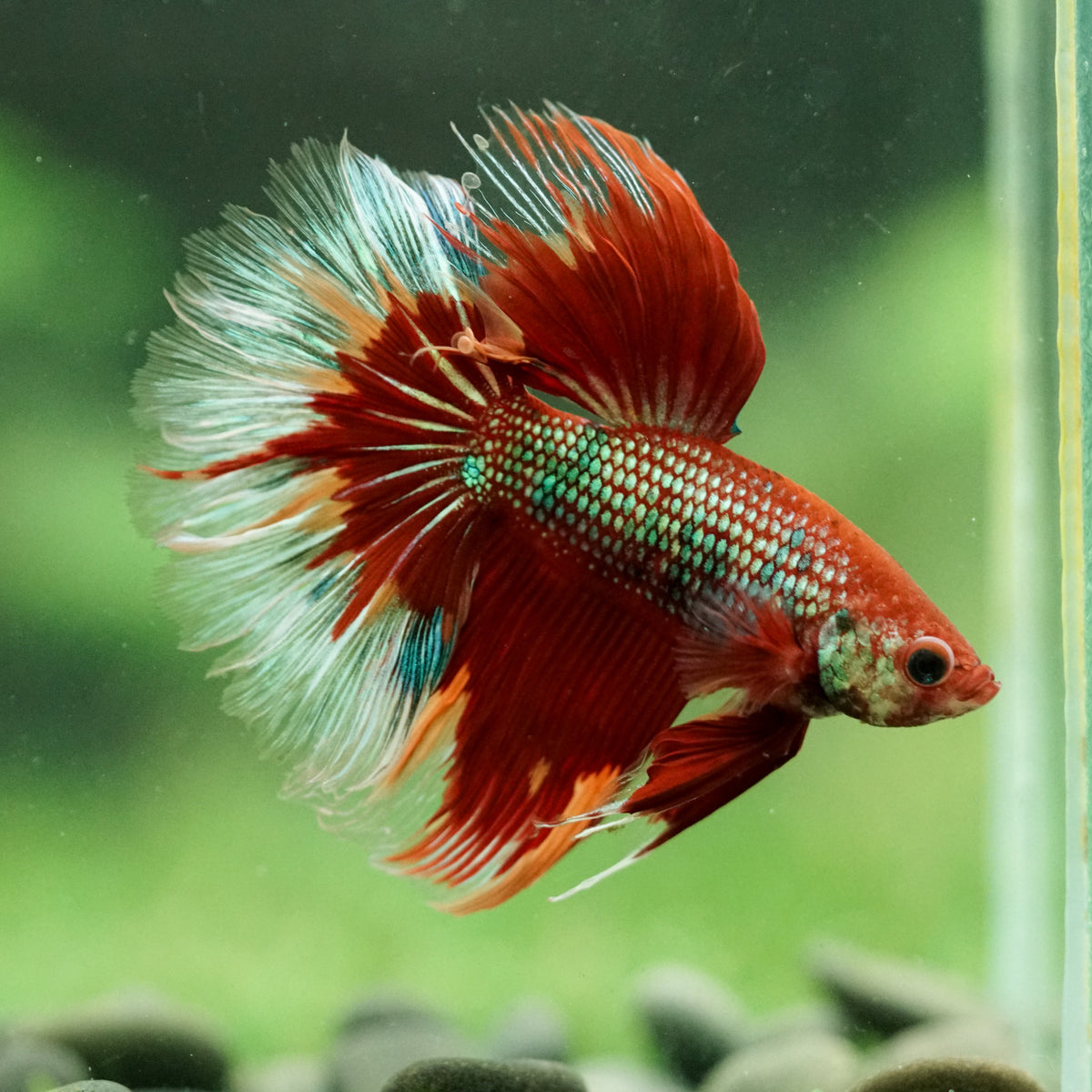 Galaxy/Candy Koi Halfmoon - 13 weeks old – Betta Squad USA, LLC.