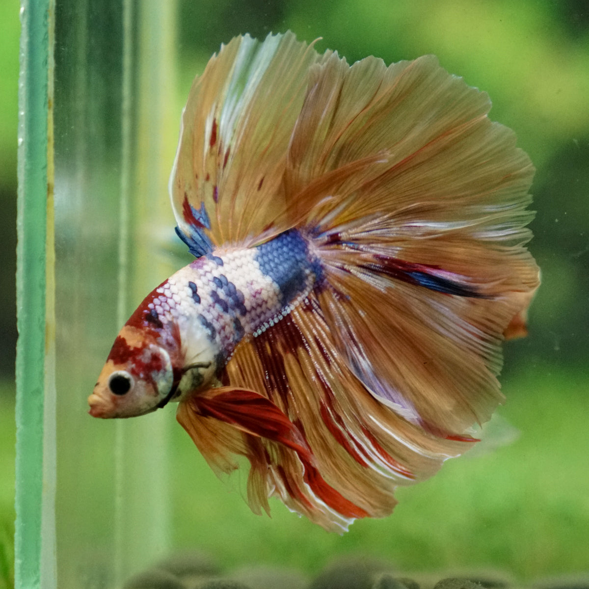 Galaxy/Candy Koi Halfmoon - 13 weeks old – Betta Squad USA, LLC.