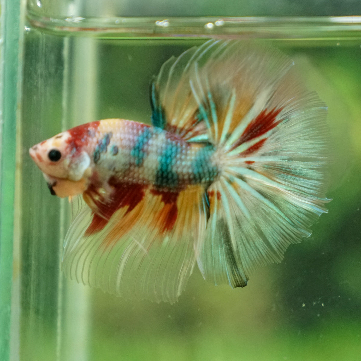 Galaxy/Candy Koi Halfmoon - 13 weeks old – Betta Squad USA, LLC.