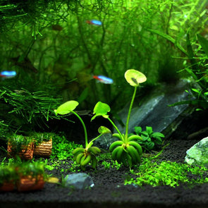 USA Betta Fish Shop – Betta Squad USA, LLC.