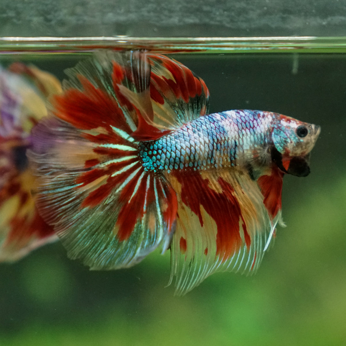 Galaxy/Candy Koi Halfmoon - 13 weeks old – Betta Squad USA, LLC.