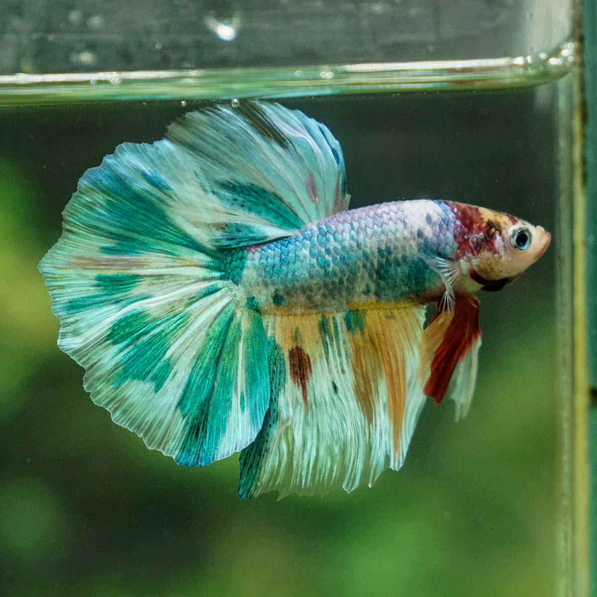 Galaxy/Candy Koi Halfmoon - 13 weeks old – Betta Squad USA, LLC.