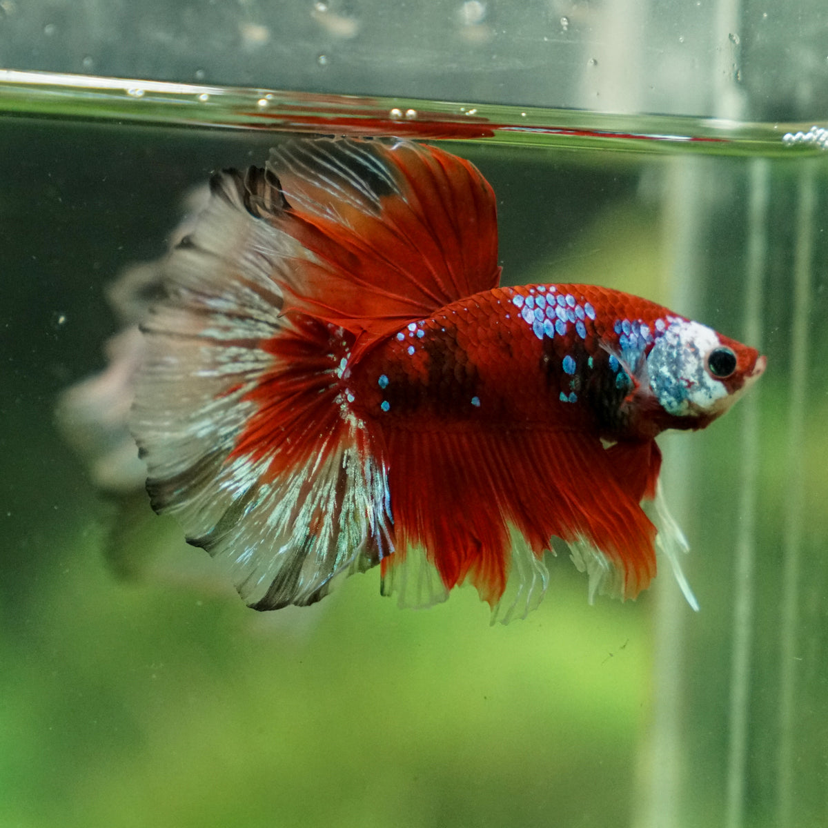 Galaxy/Candy Koi Halfmoon - 13 weeks old – Betta Squad USA, LLC.