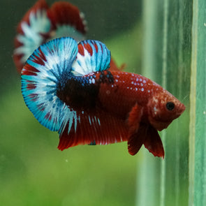 Plakat Bettas (Short Fins) – Betta Squad USA, LLC.