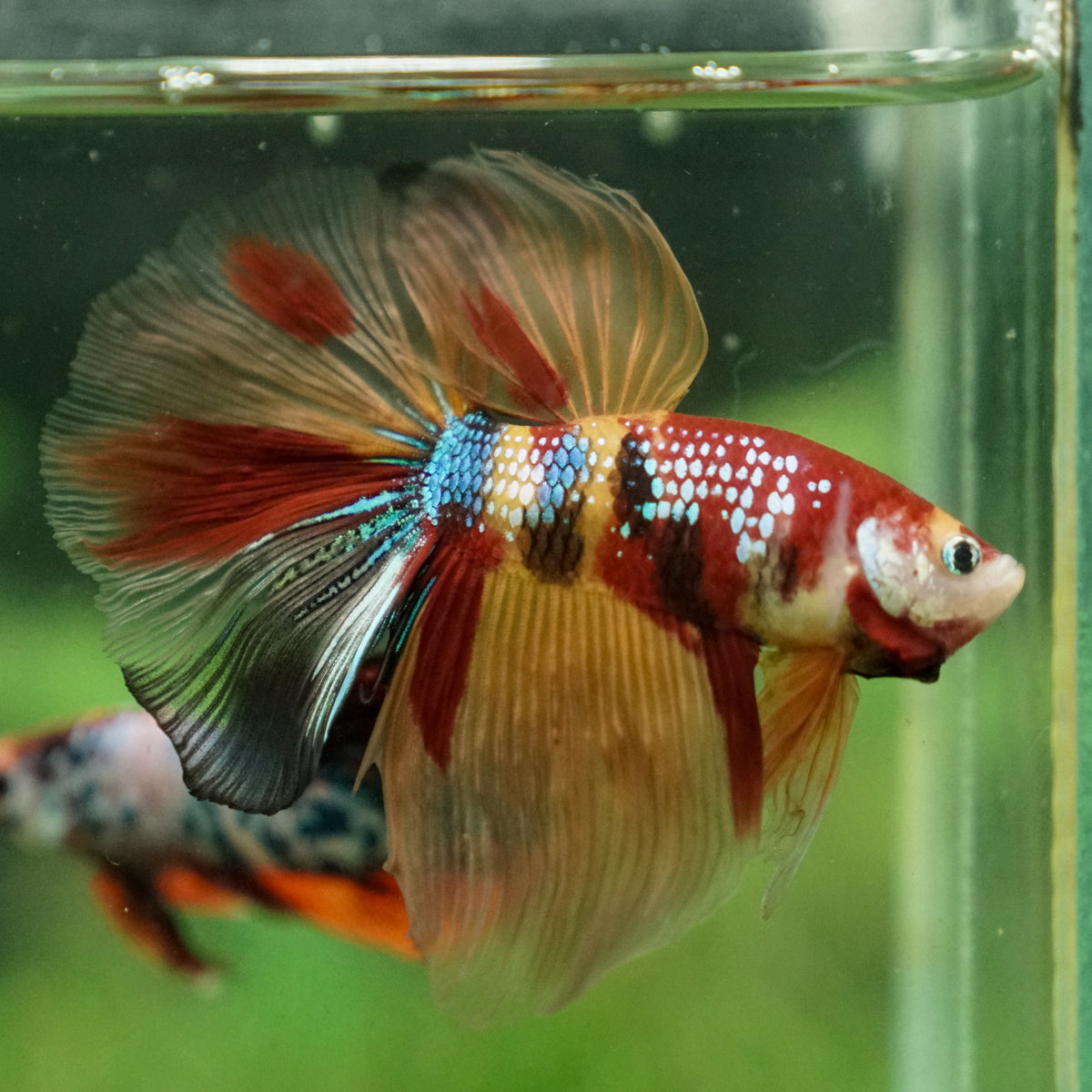 Galaxy/Candy Koi Halfmoon - 13 weeks old – Betta Squad USA, LLC.