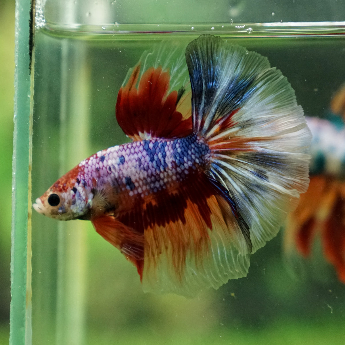 Galaxy/Candy Koi Halfmoon - 13 weeks old – Betta Squad USA, LLC.