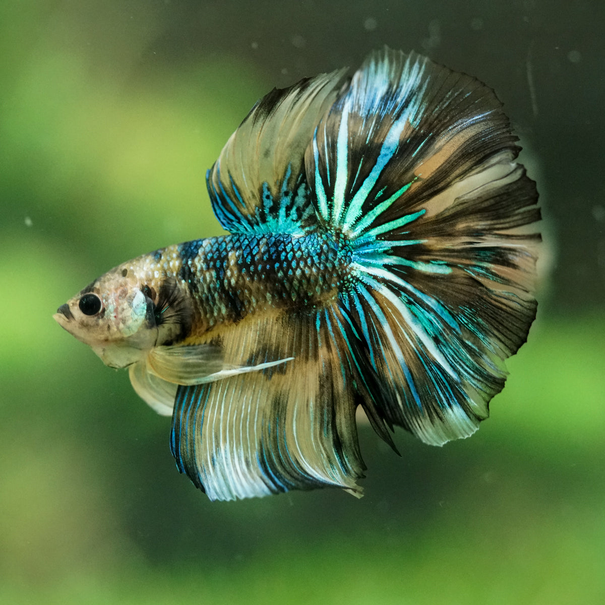 Galaxy/Candy Koi Halfmoon - 14 weeks old – Betta Squad USA, LLC.