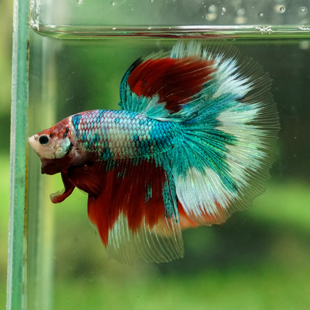 Galaxy/Candy Koi Halfmoon - 13 weeks old – Betta Squad USA, LLC.