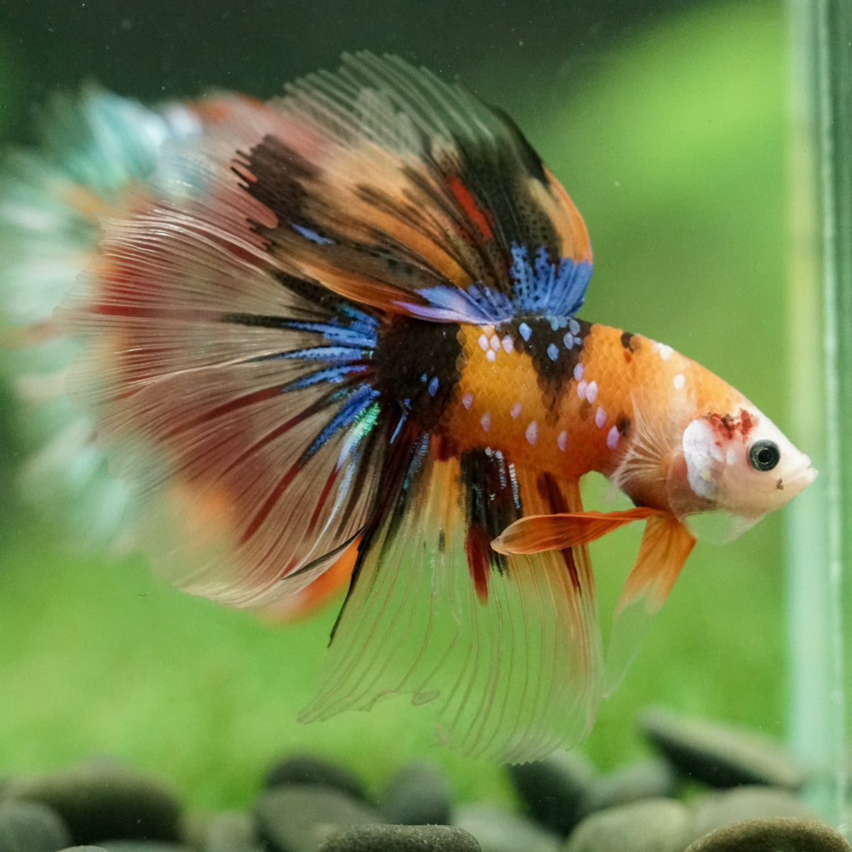 Galaxy/Candy Koi Halfmoon - 13 weeks old – Betta Squad USA, LLC.