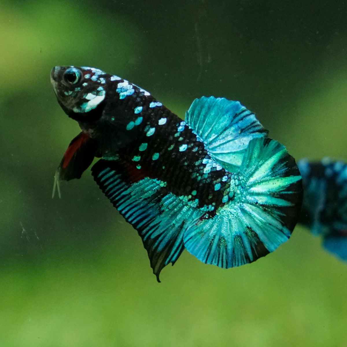Multicolor/Galaxy Koi Plakat -13 weeks Old – Betta Squad USA, LLC.