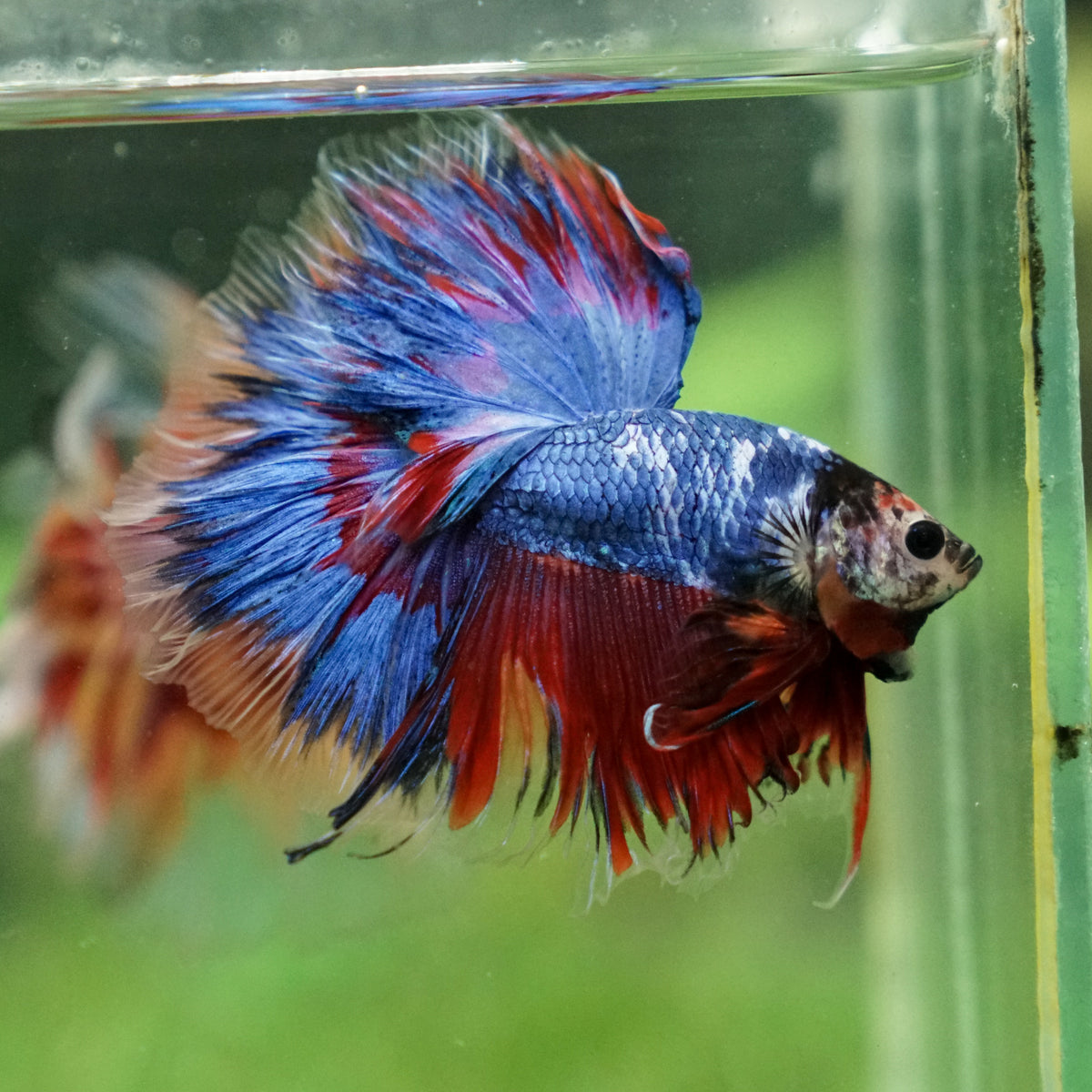 Galaxy/Candy Koi Halfmoon - 13 weeks old – Betta Squad USA, LLC.