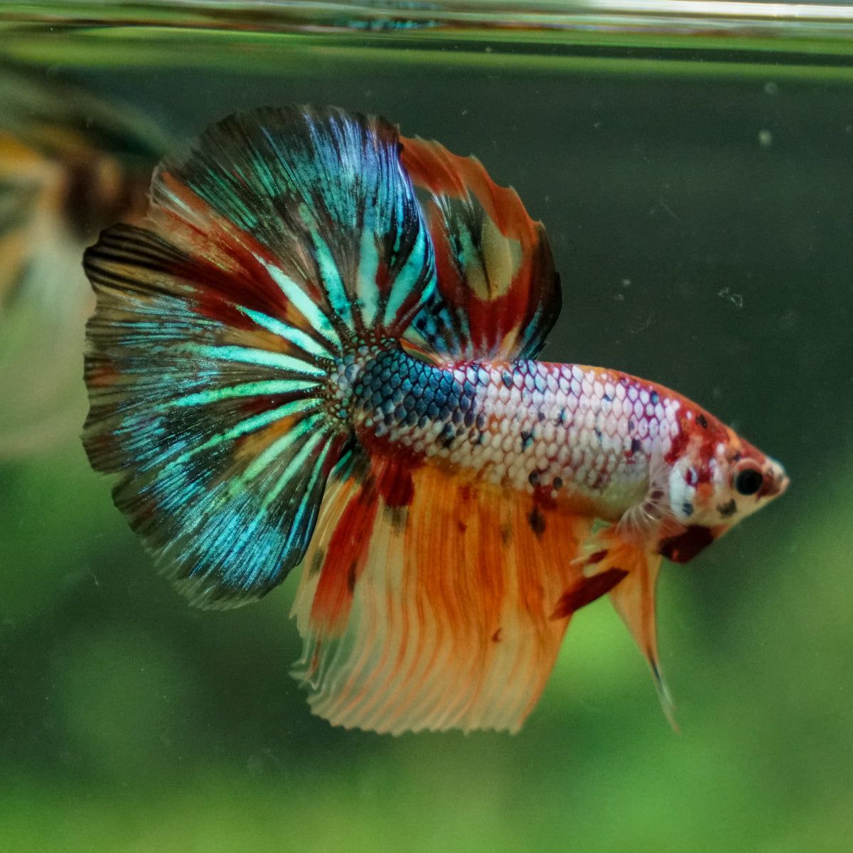 Galaxy Koi Halfmoon - 13 weeks old – Betta Squad USA, LLC.