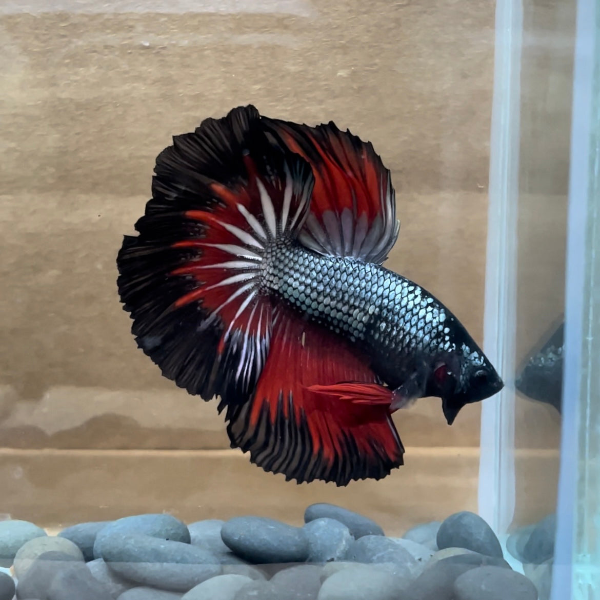 Coper Halfmoon, Avatar Halfmoon male and avatar female - Customer’s re ...