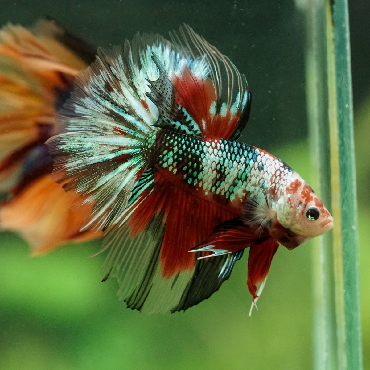 Galaxy/Candy Koi Halfmoon - 13 weeks old – Betta Squad USA, LLC.