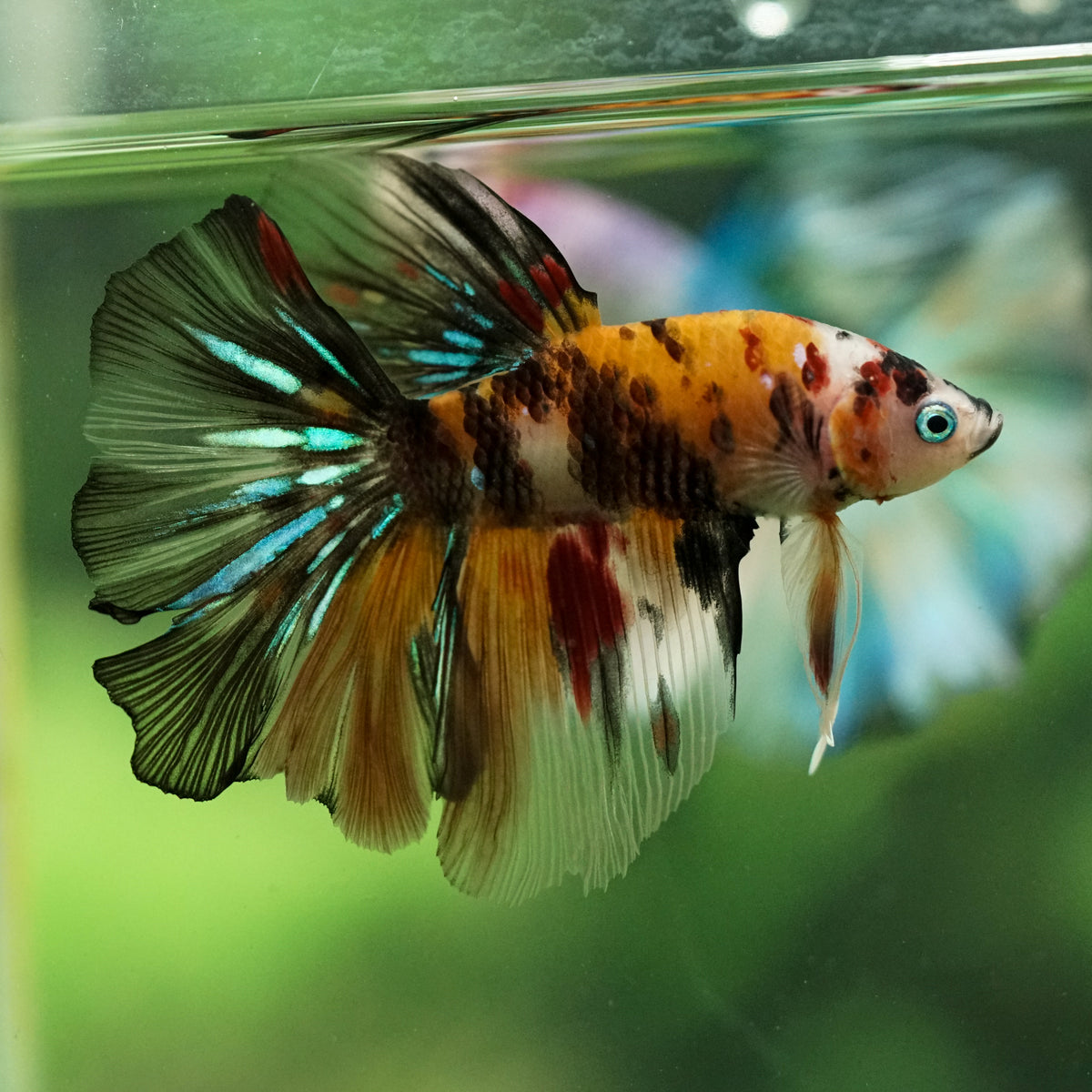 Galaxy/Candy Koi Halfmoon - 11 weeks old – Betta Squad USA, LLC.