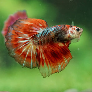 USA Betta Fish Shop – Betta Squad USA, LLC.