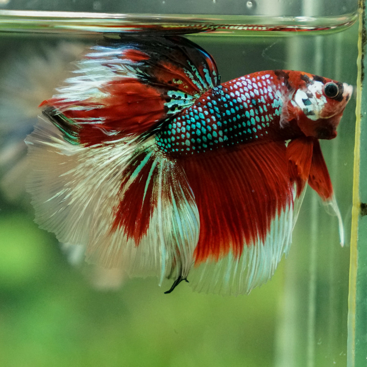 Galaxy/Candy Koi Halfmoon - 13 weeks old – Betta Squad USA, LLC.