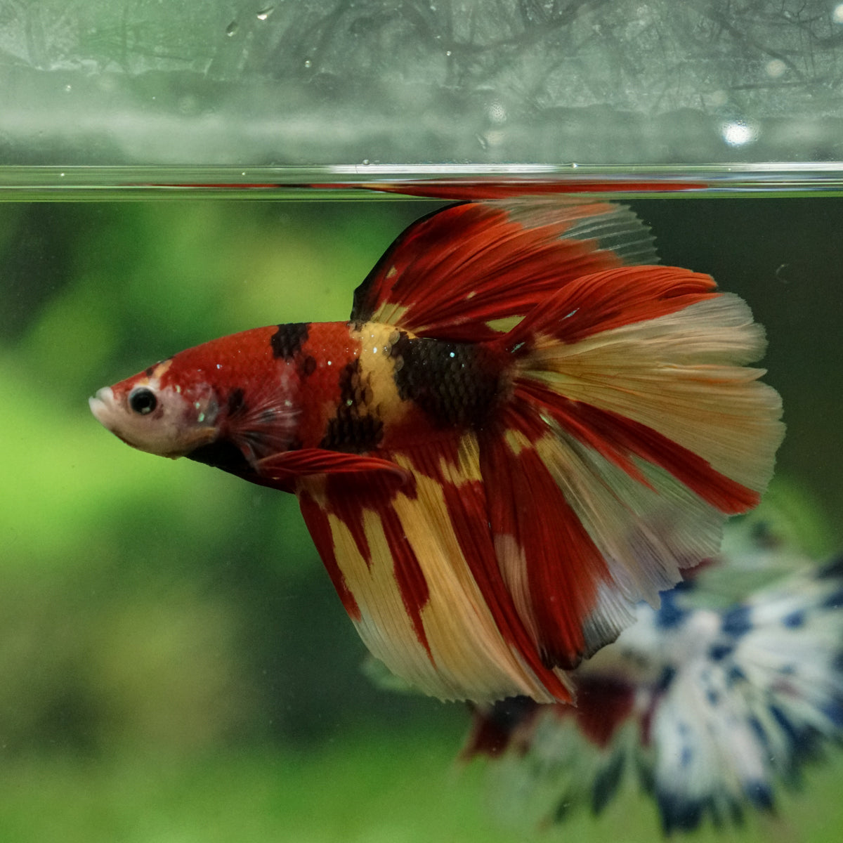 Galaxy/Candy Koi Halfmoon - 13 weeks old – Betta Squad USA, LLC.