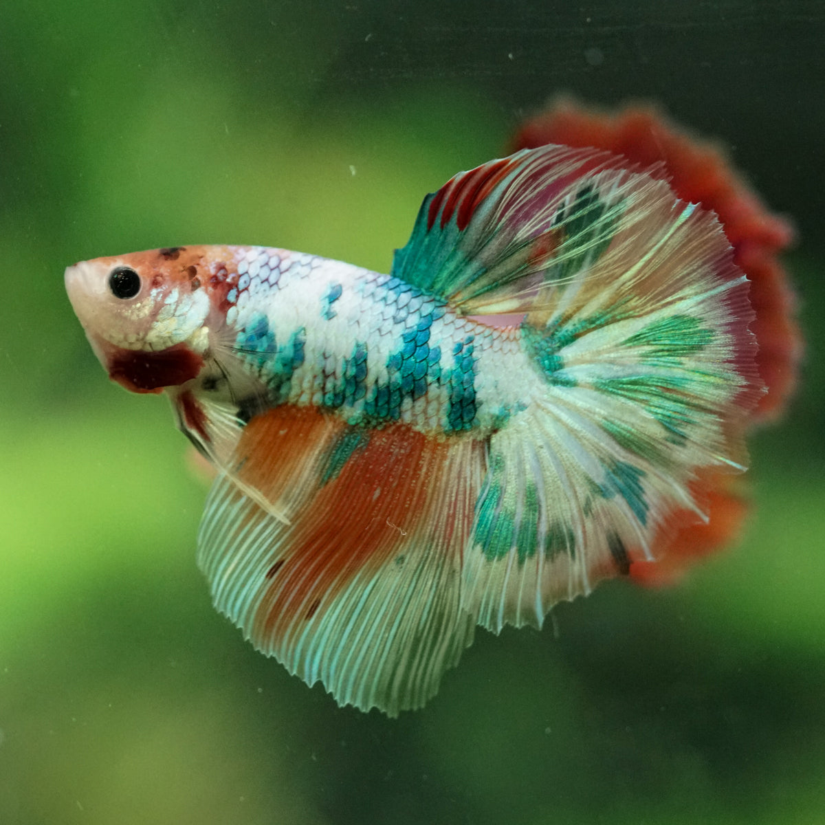 Galaxy/Candy Koi Halfmoon - 11 weeks old – Betta Squad USA, LLC.