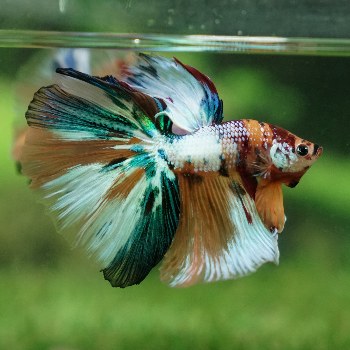 Galaxy/Candy Koi Halfmoon - 16 weeks old – Betta Squad USA, LLC.